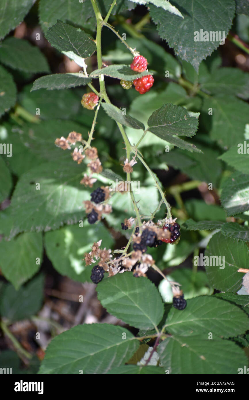 Black and white of vine and leafs hi-res stock photography and images ...