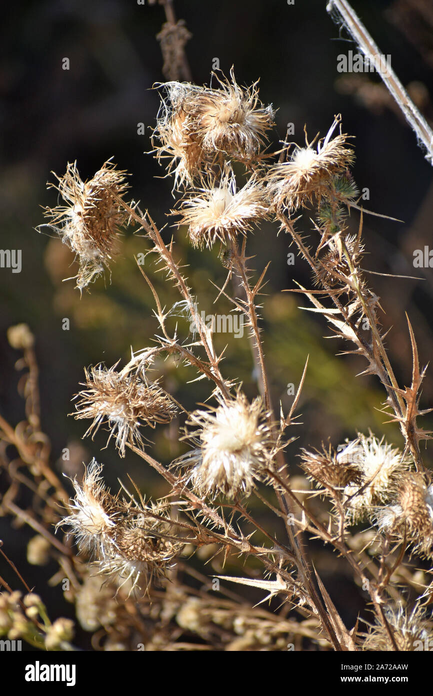 Dried bull thistle hi-res stock photography and images - Alamy
