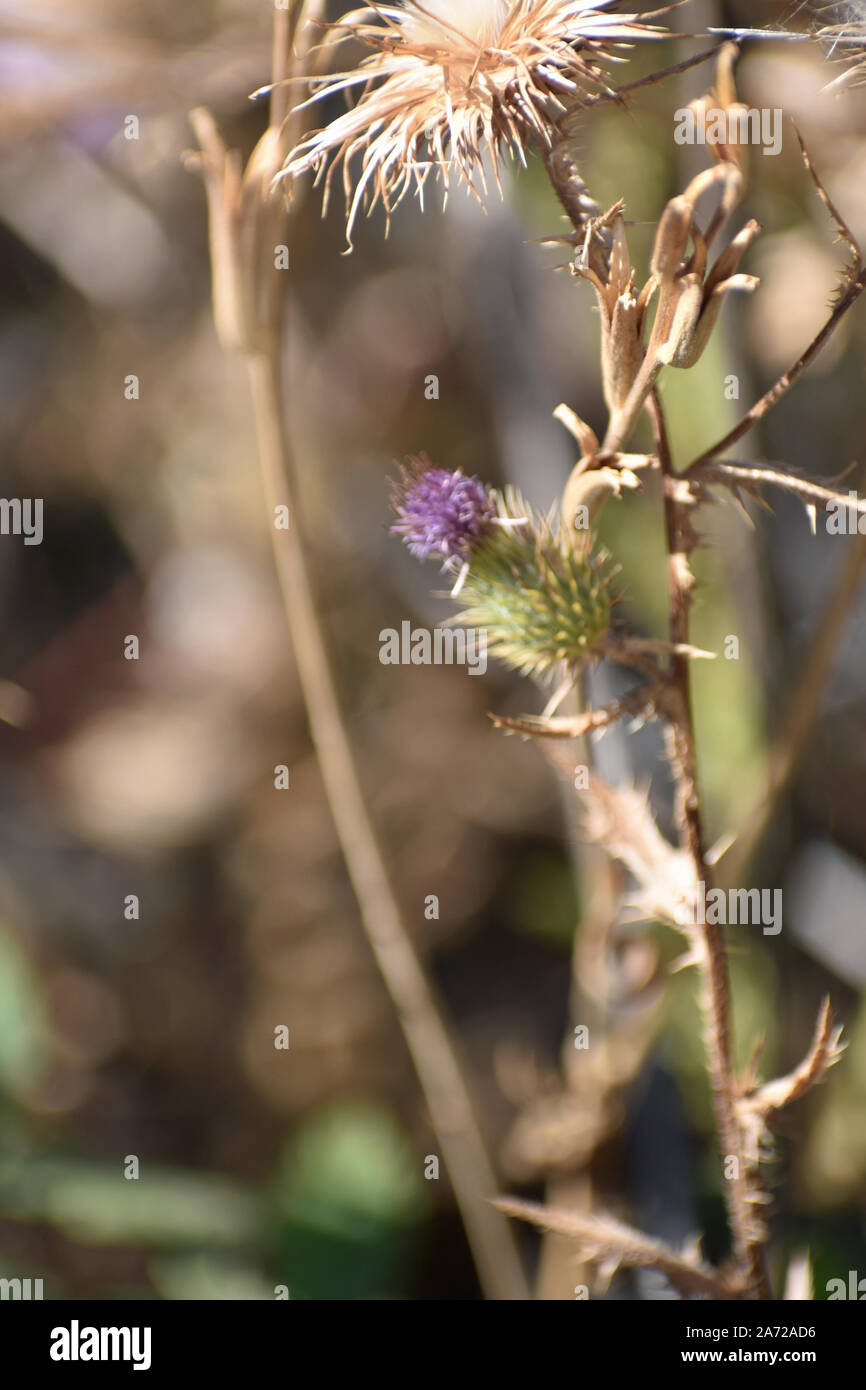 Dried bull thistle hi-res stock photography and images - Alamy
