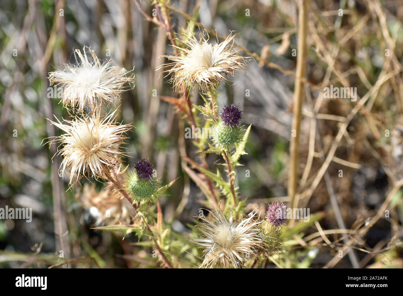 Dried bull thistle hi-res stock photography and images - Alamy