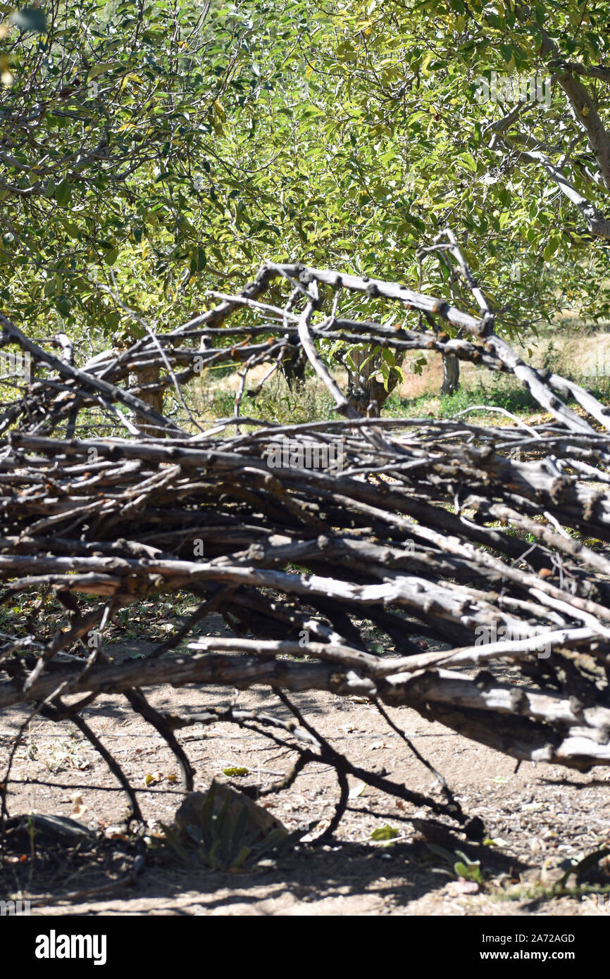 Fallen Tree Branches High Resolution Stock Photography and Images - Alamy