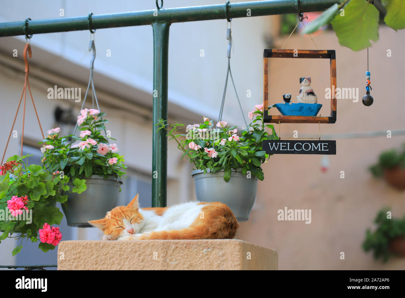 Cute cat sleeping near hotel sign "welcome Stock Photo - Alamy