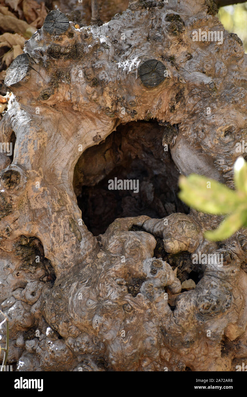 Hole in a Tree Trunk Stock Photo - Alamy