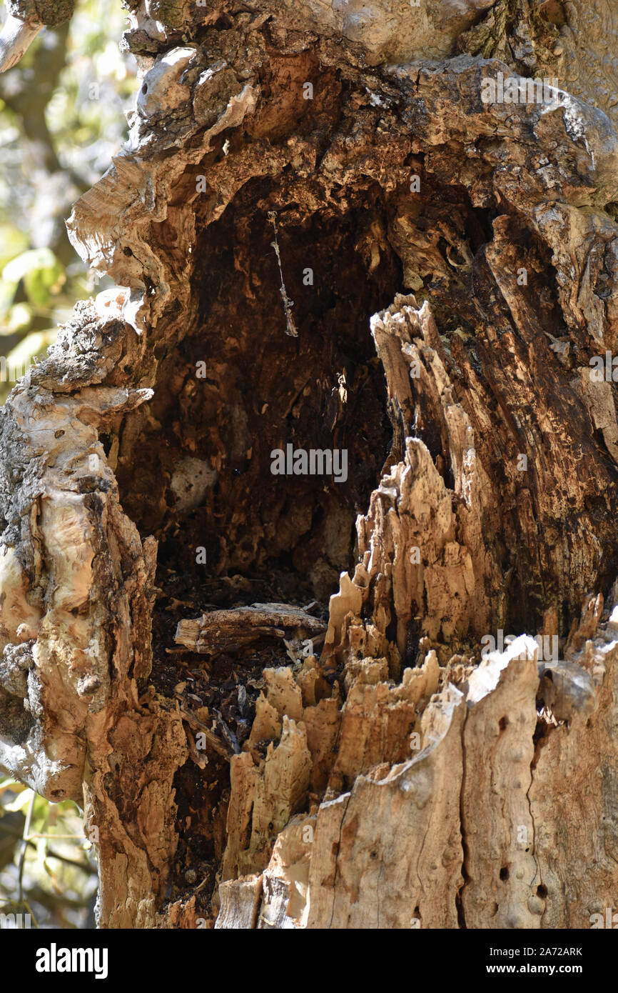 Knarly Oak Tree High Resolution Stock Photography and Images - Alamy