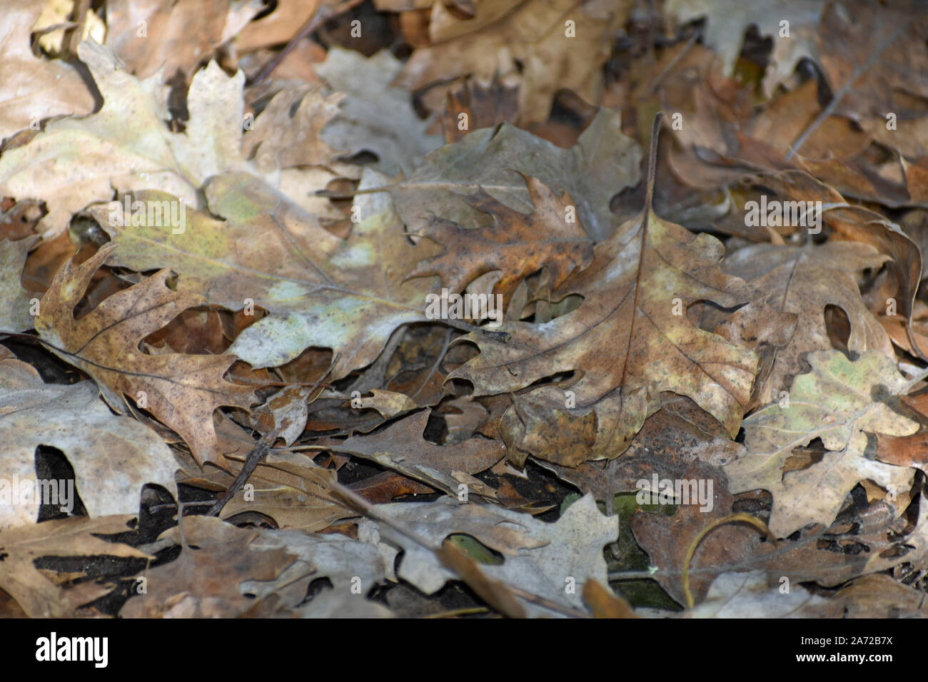 Dead live oak tree trees hi-res stock photography and images - Alamy