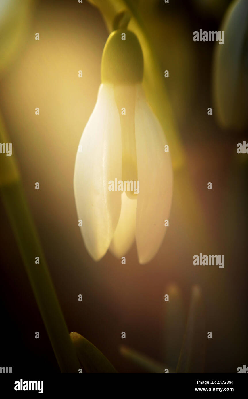 Snowdrop detail hi-res stock photography and images - Alamy