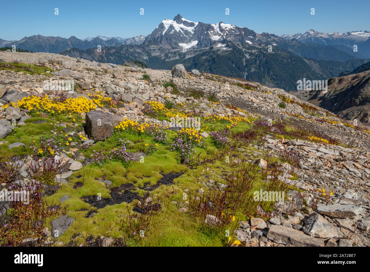 Patches of bright green moss, yellow and purple flowers cover rocky ...