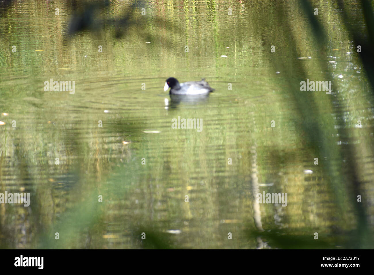 Ducks on a Pond Stock Photo - Alamy