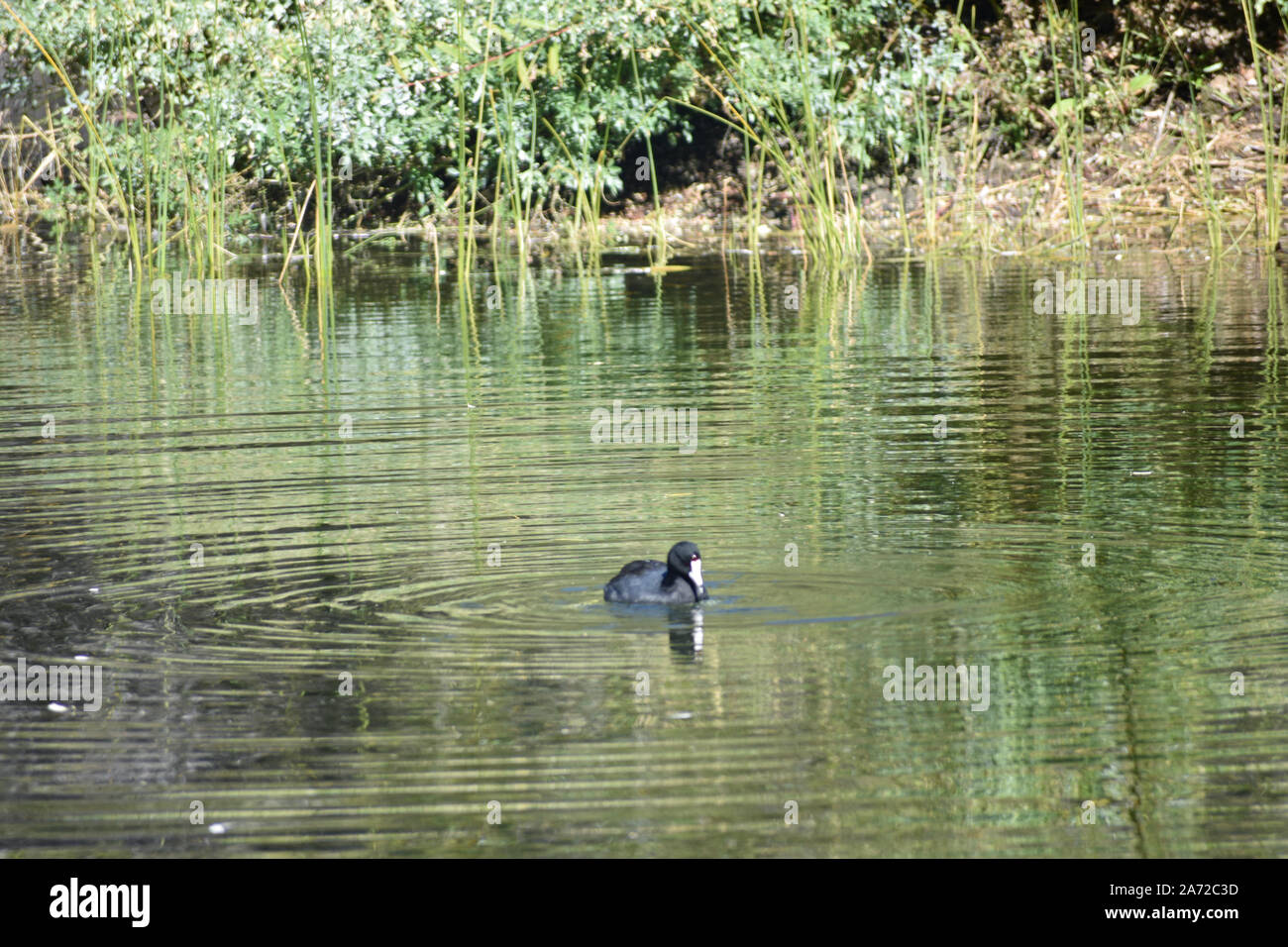 Ducks on a Pond Stock Photo - Alamy
