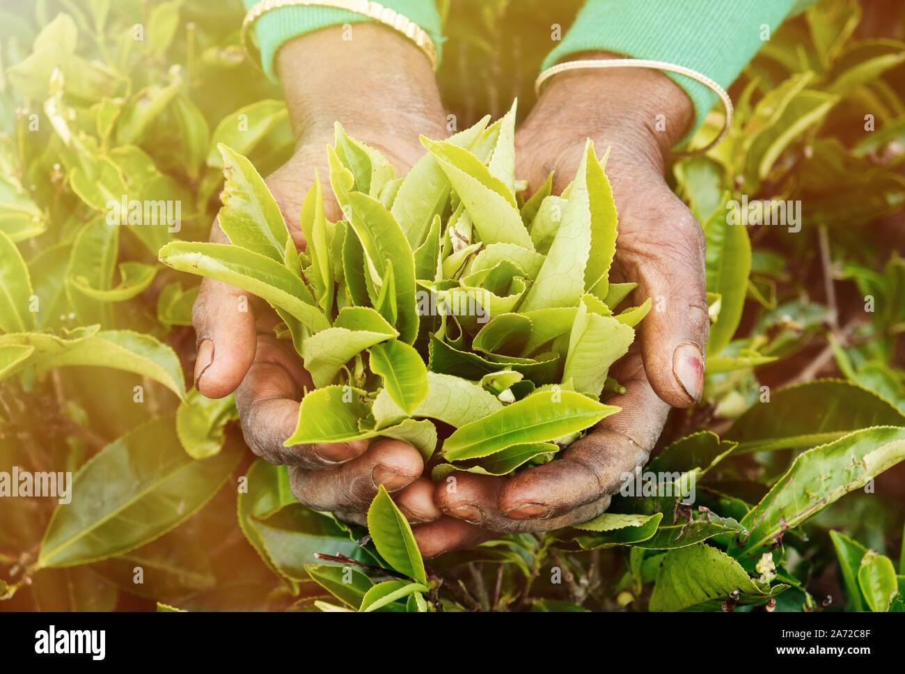 Worker Hands Holding Green Tea Leaves Top View Stock Photo - Alamy