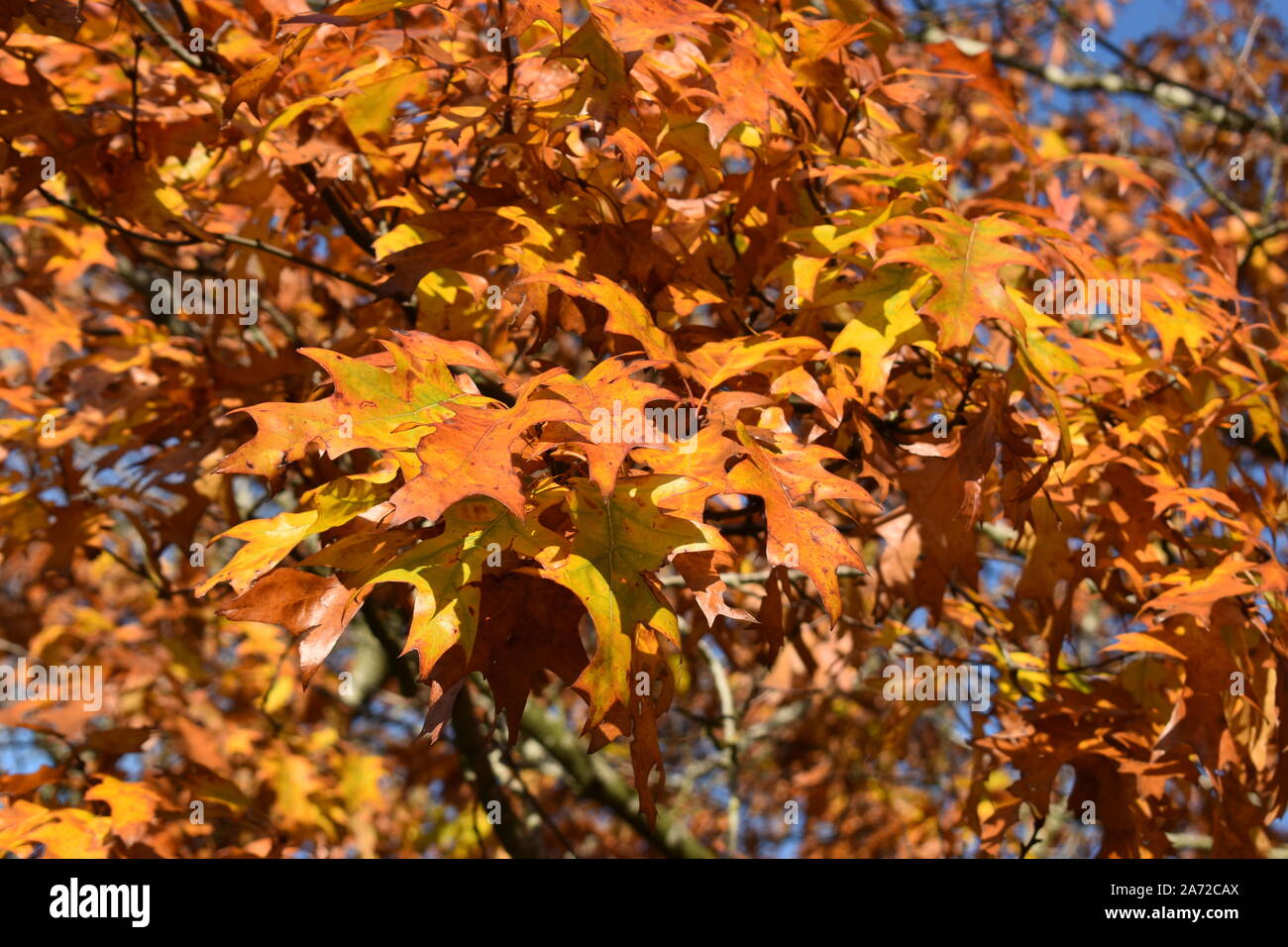 Season of mists and mellow fruitfulness. The beautiful colours of ...