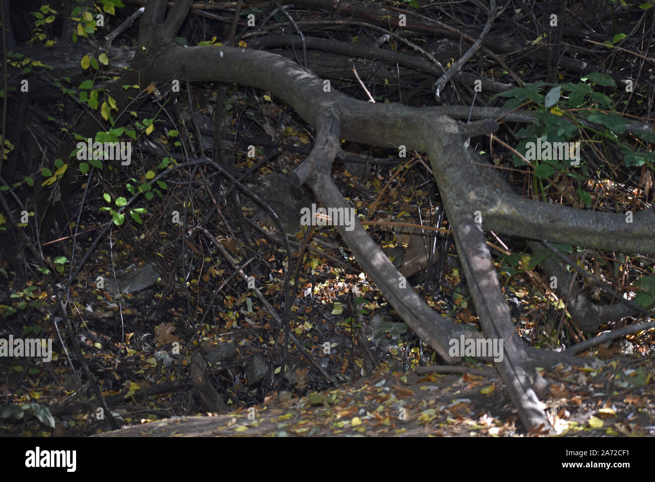 Bramble tree trunk hi-res stock photography and images - Alamy