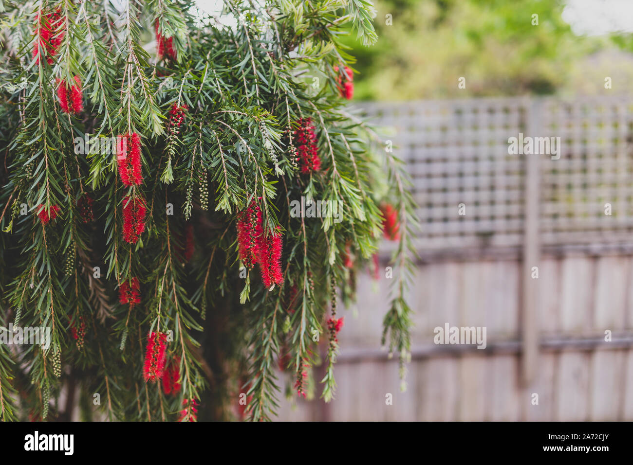 native Australian bottle brush callistemon tree in bloom with red ...