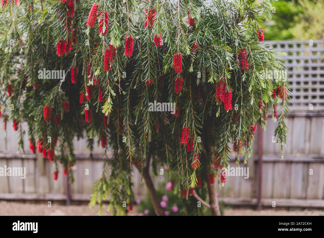 native Australian bottle brush callistemon tree in bloom with red ...