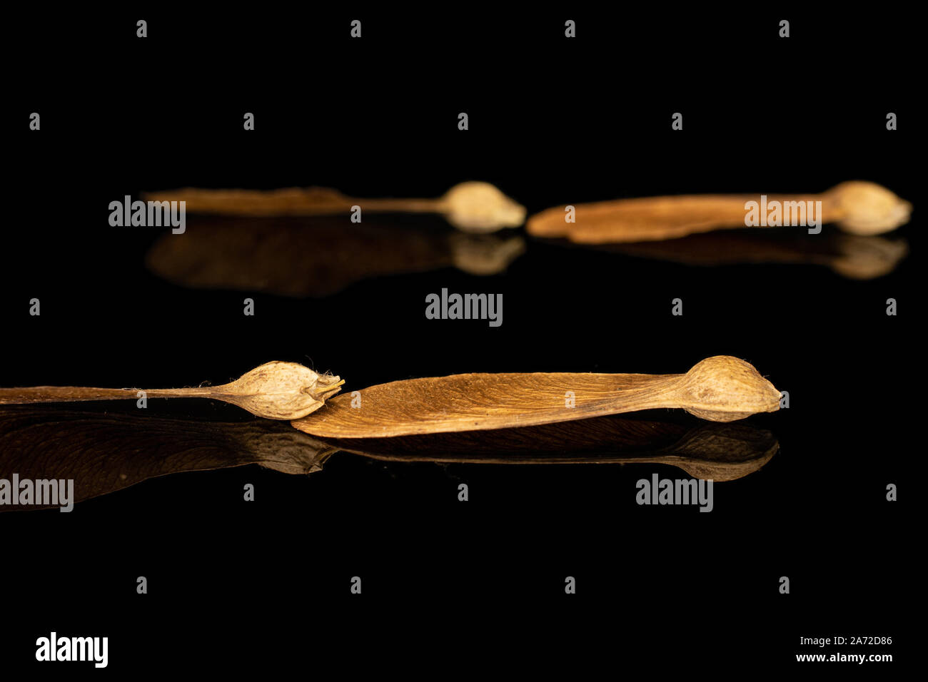 Group of four whole brown winged achene samara isolated on black glass ...