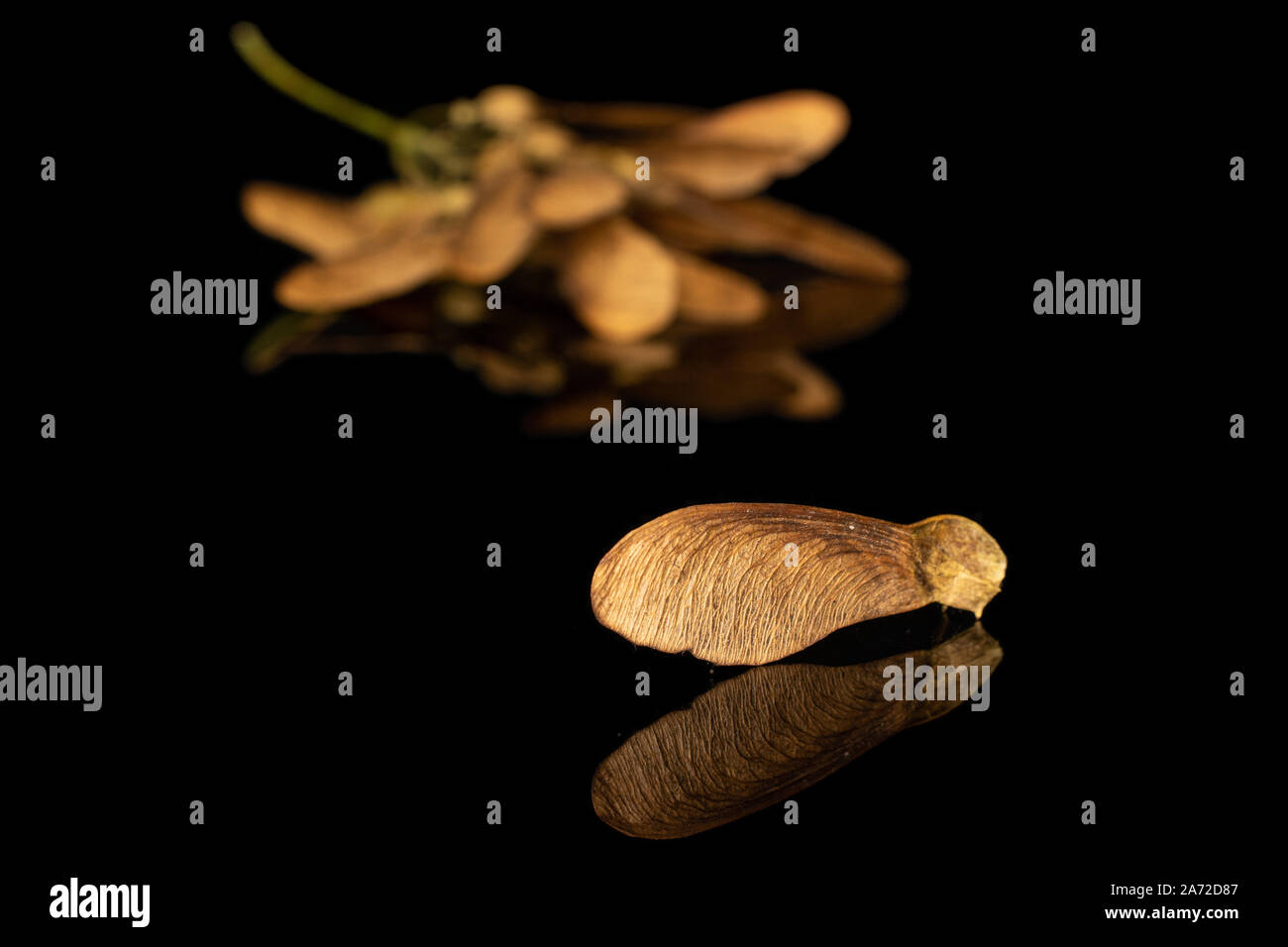 Lot of whole light brown winged achene samara front focus isolated on ...