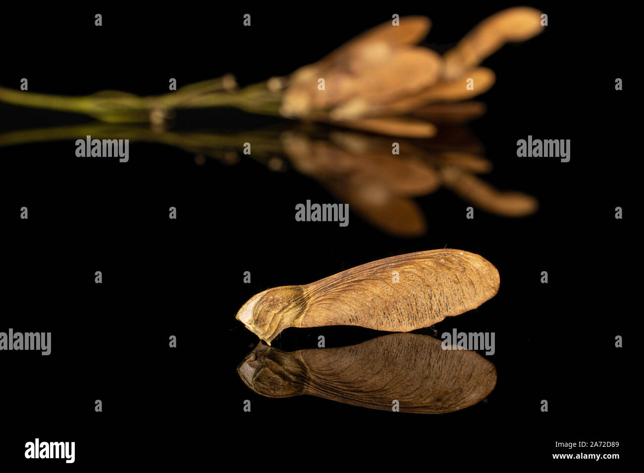 Lot of whole light brown winged achene samara front focus isolated on ...