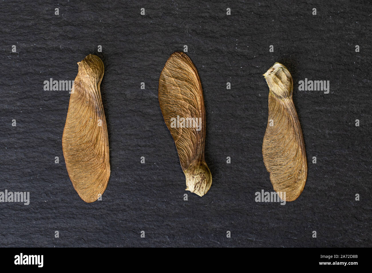 Group of three whole brown winged achene samara in line flatlay on grey ...