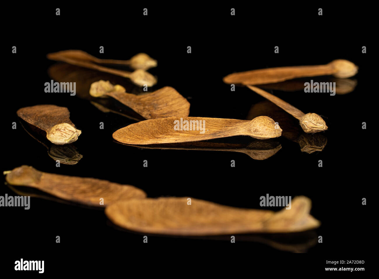 Group of nine whole brown winged achene samara isolated on black glass ...
