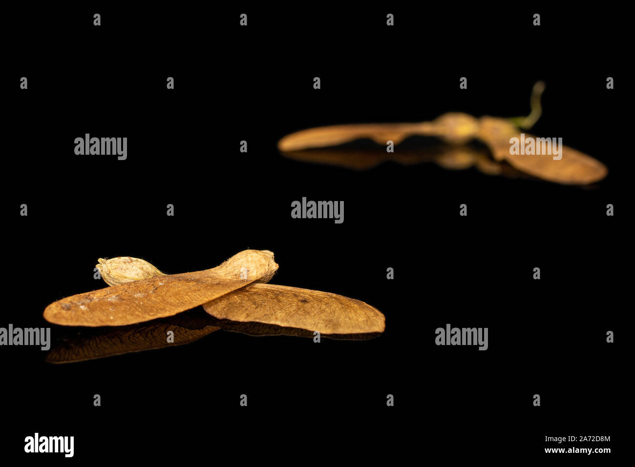 Group of four whole brown winged achene samara isolated on black glass ...