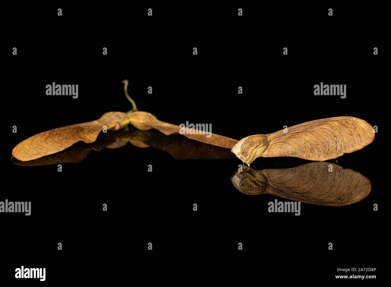 Three winged fruit hi-res stock photography and images - Alamy