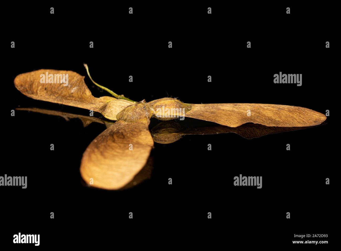 Three winged fruit hi-res stock photography and images - Alamy