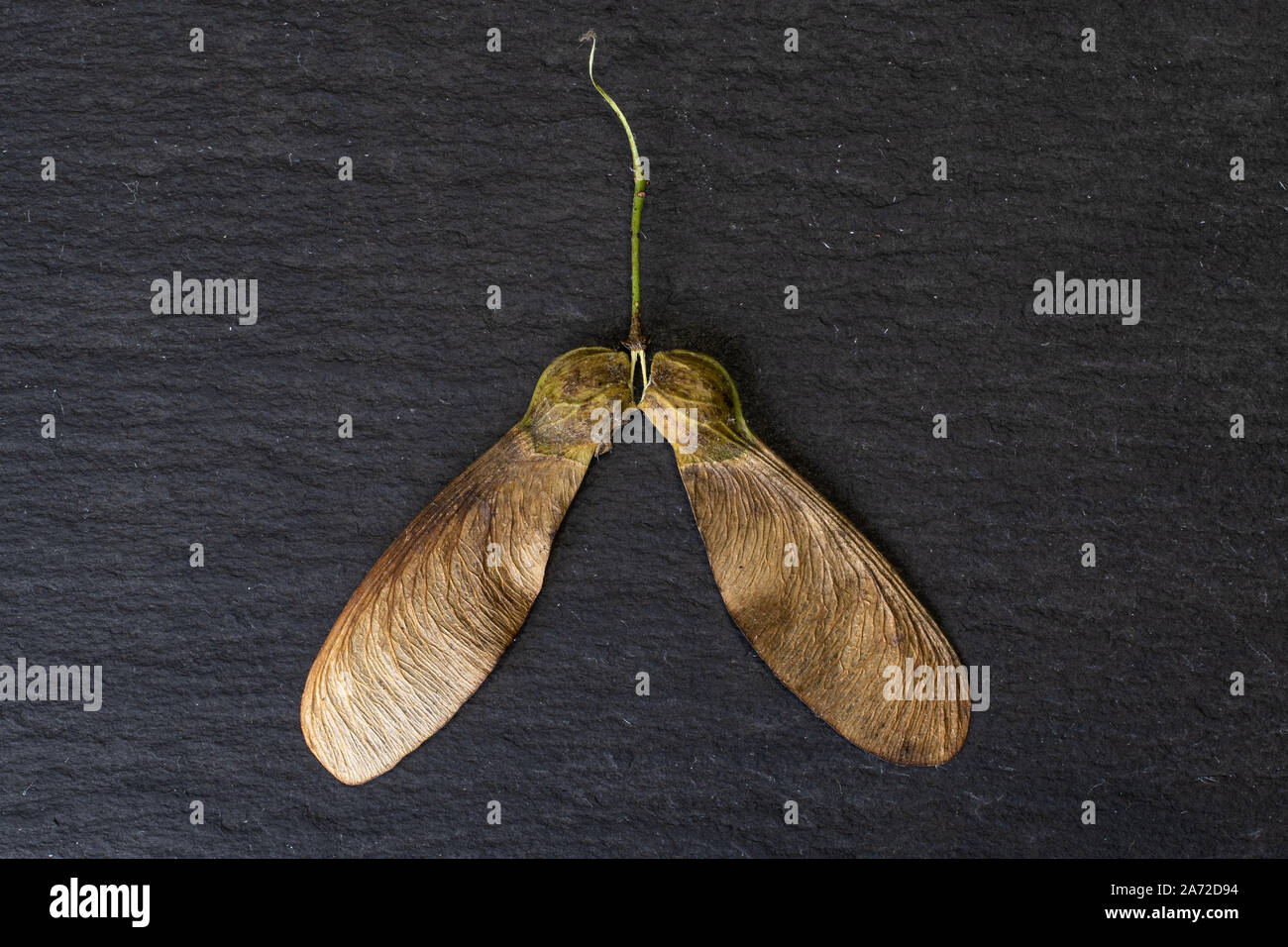 Group of two whole brown winged achene samara flatlay on grey stone ...