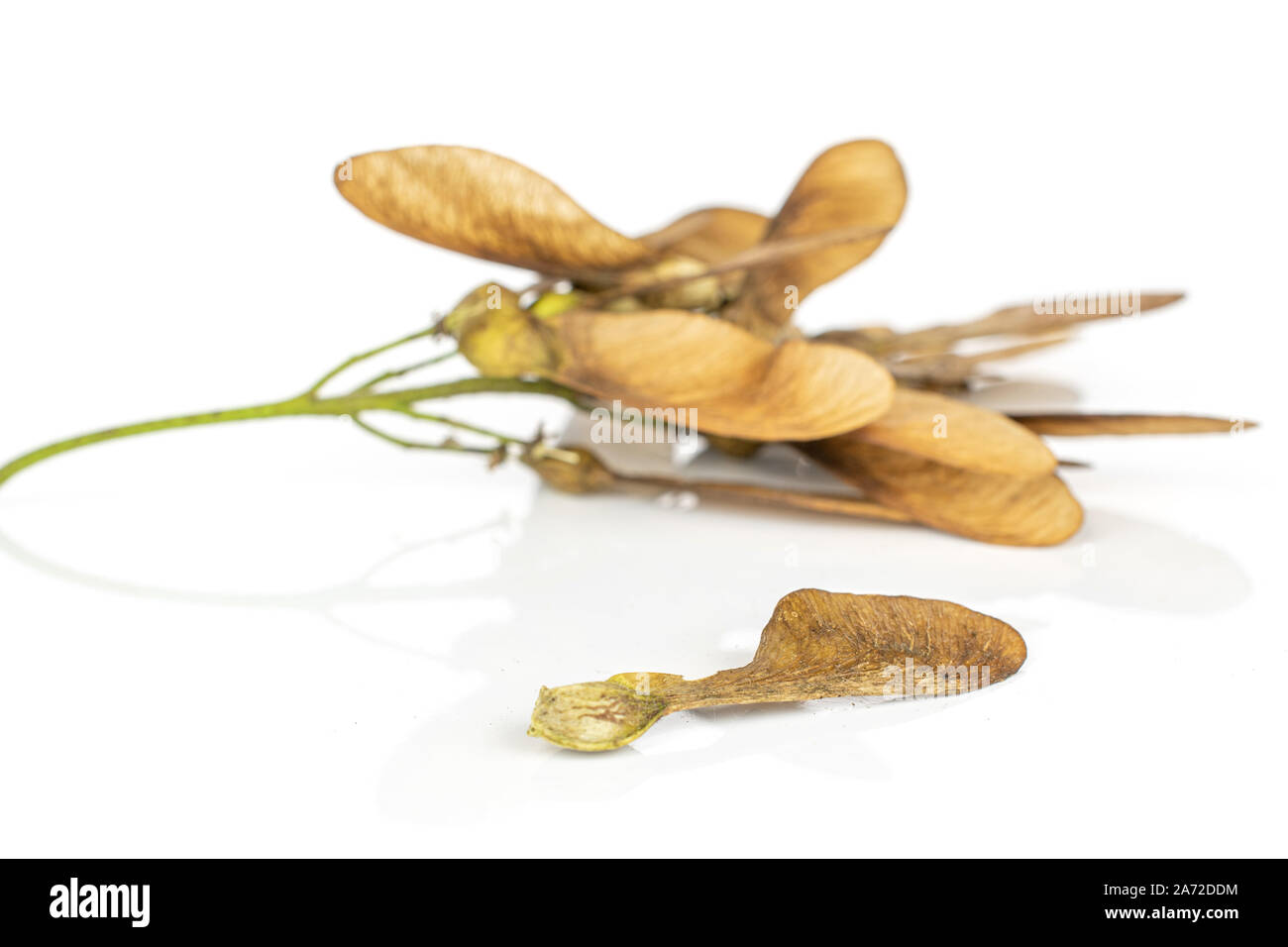 Lot of whole light brown winged achene samara heap isolated on white ...
