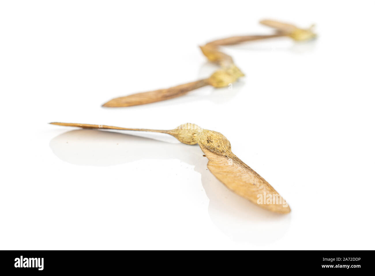 Group of four whole brown winged achene samara isolated on white ...