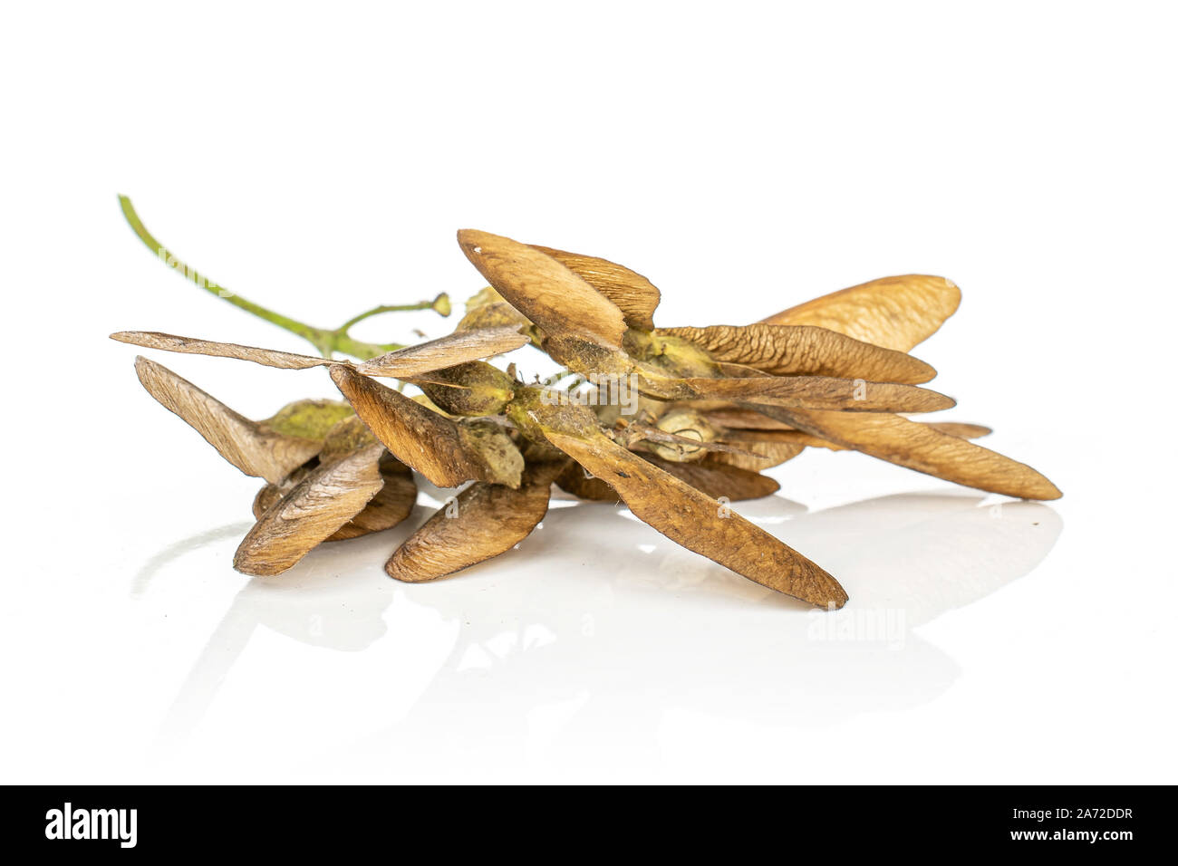 Winged achene Cut Out Stock Images & Pictures - Alamy