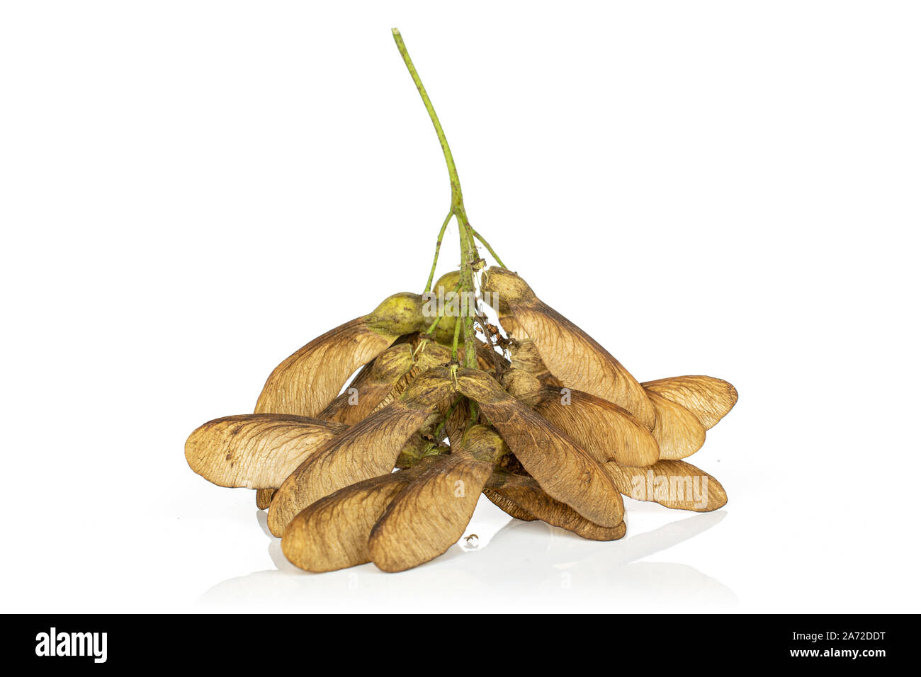 Winged achene Cut Out Stock Images & Pictures - Alamy