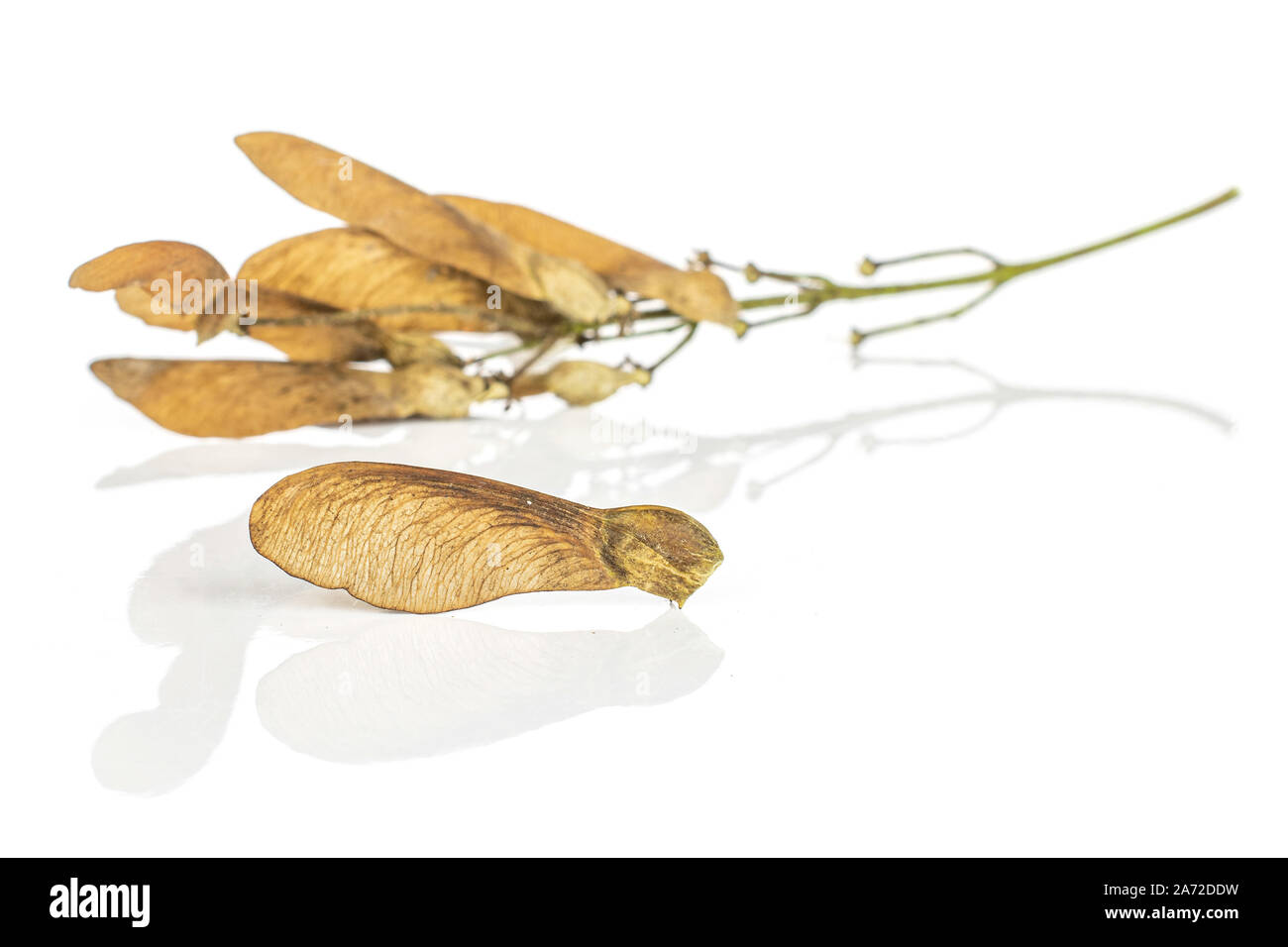 Lot of whole brown winged achene samara front focus isolated on white ...