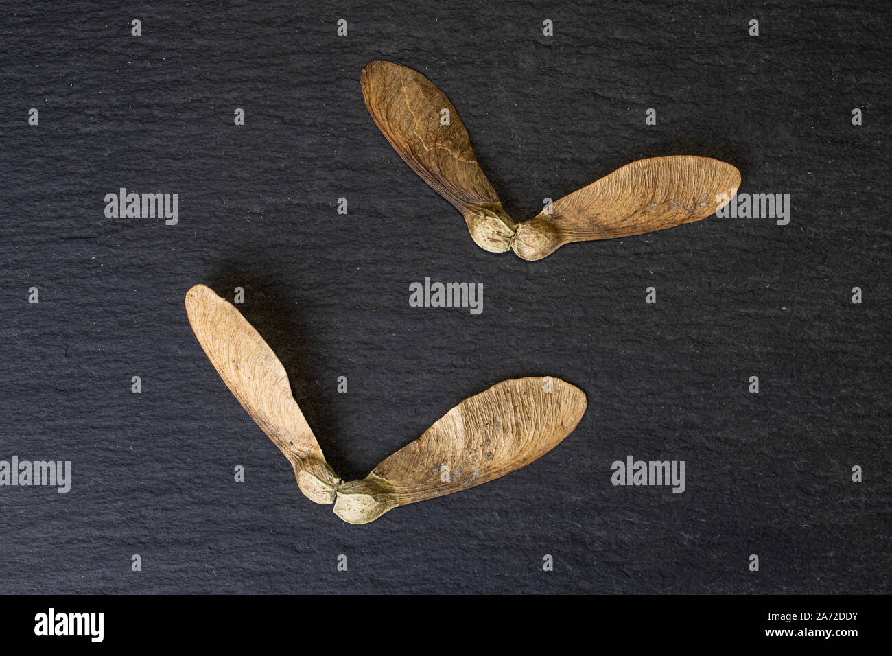 4 Winged Fruit High Resolution Stock Photography and Images - Alamy
