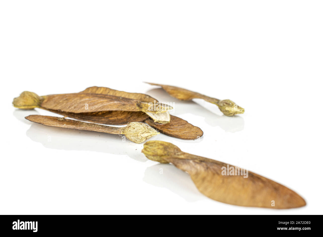 Lot of whole disordered brown winged achene samara isolated on white ...