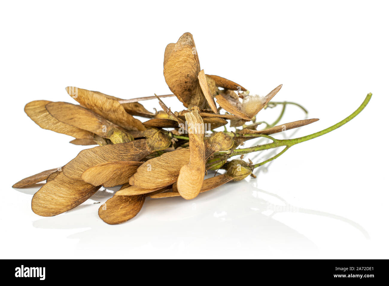 Lot of whole brown winged achene samara heap isolated on white ...
