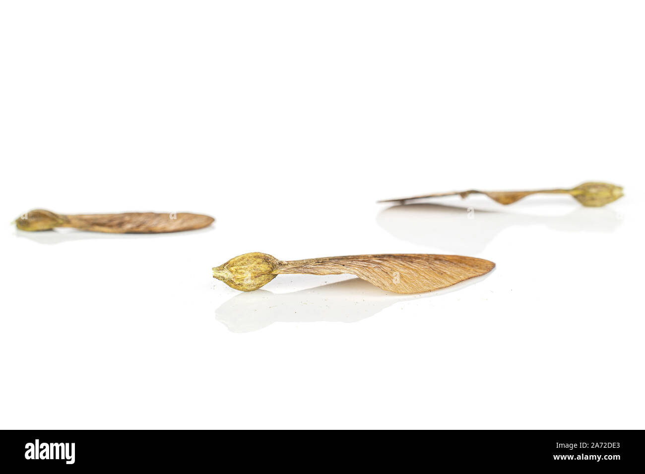 Group of three whole brown winged achene samara isolated on white ...