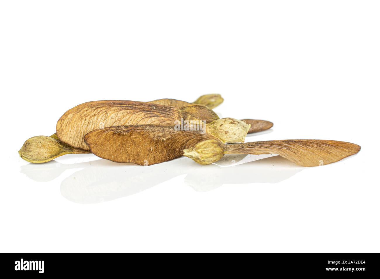 Lot of whole light brown winged achene samara heap isolated on white ...