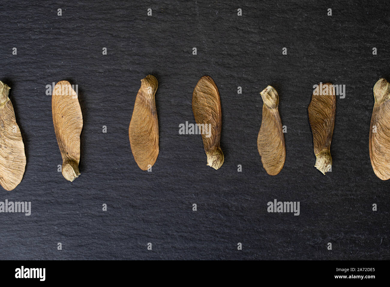 Group of seven whole brown winged achene samara flatlay on grey stone ...