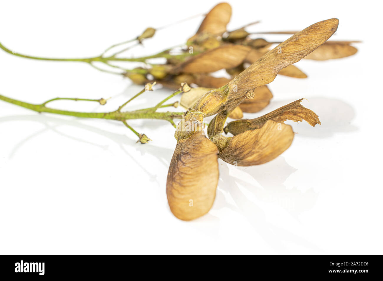 Lot of whole light brown winged achene samara isolated on white ...
