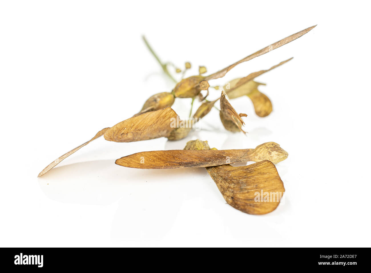 Lot of whole light brown winged achene samara front focus isolated on ...