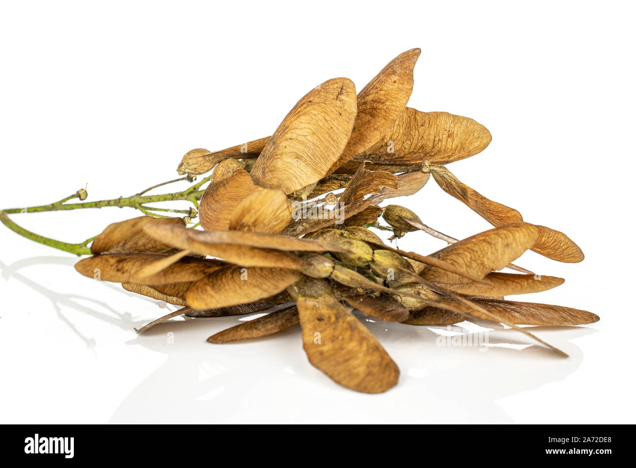 Achene dry fruit hi-res stock photography and images - Alamy