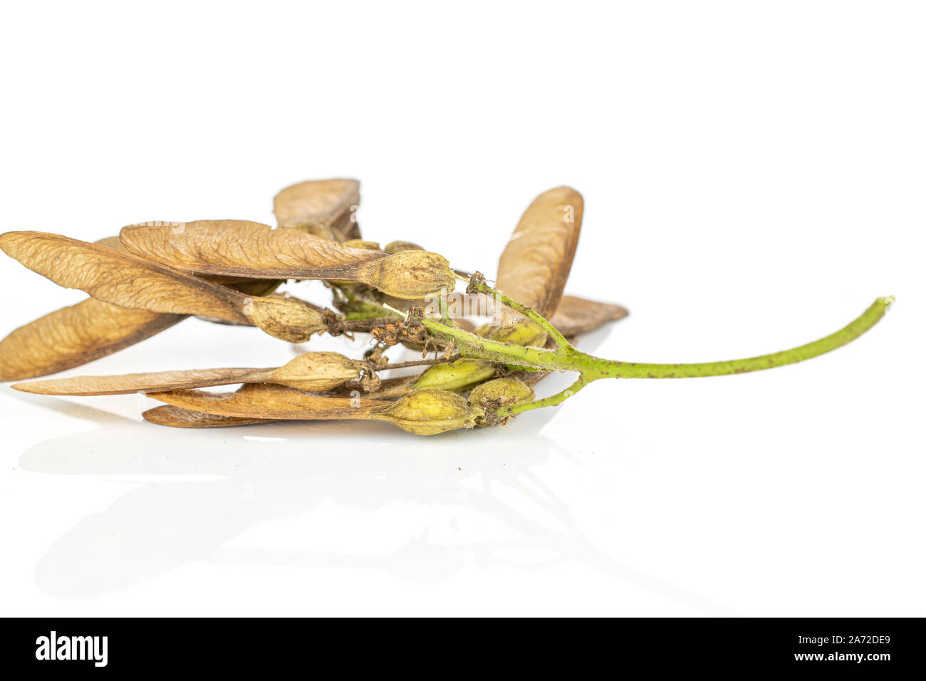 Lot of whole light brown winged achene samara isolated on white ...