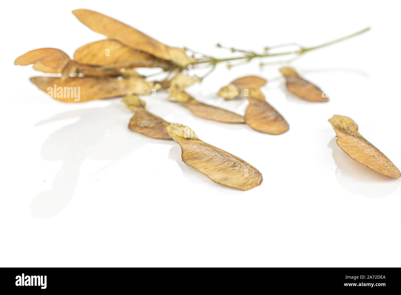 Winged achene Cut Out Stock Images & Pictures - Alamy