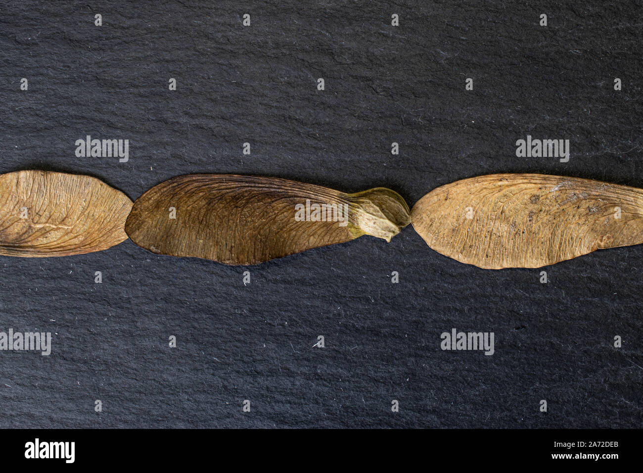 Three winged fruit hi-res stock photography and images - Alamy