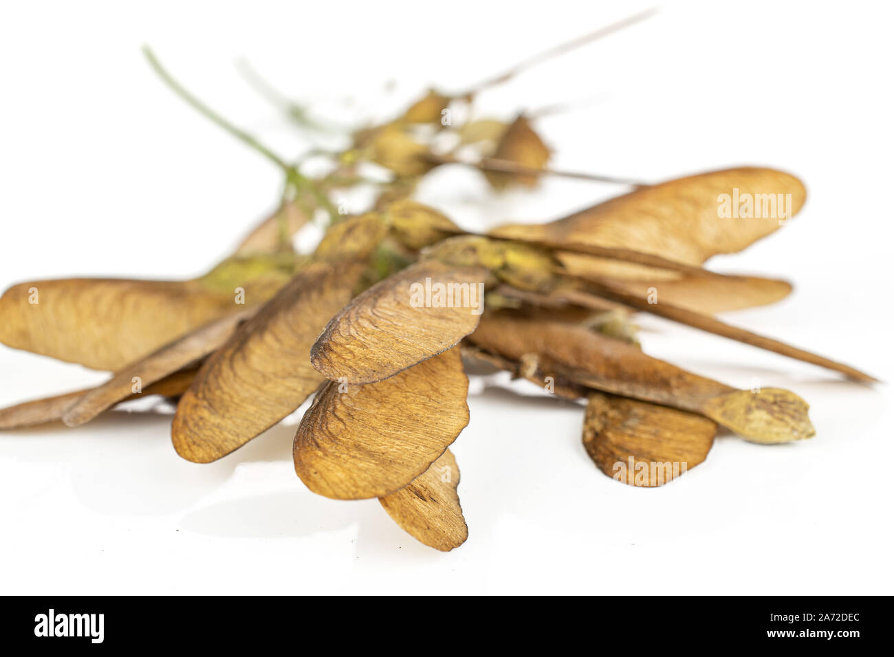 Lot of whole light brown winged achene samara front focus isolated on ...