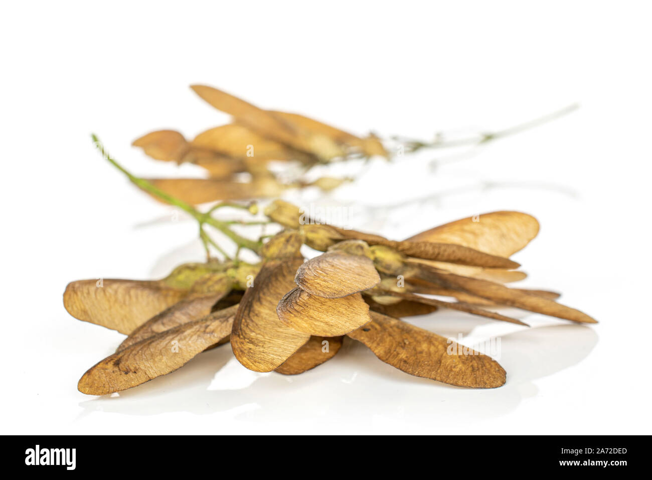 Winged achene Cut Out Stock Images & Pictures - Alamy