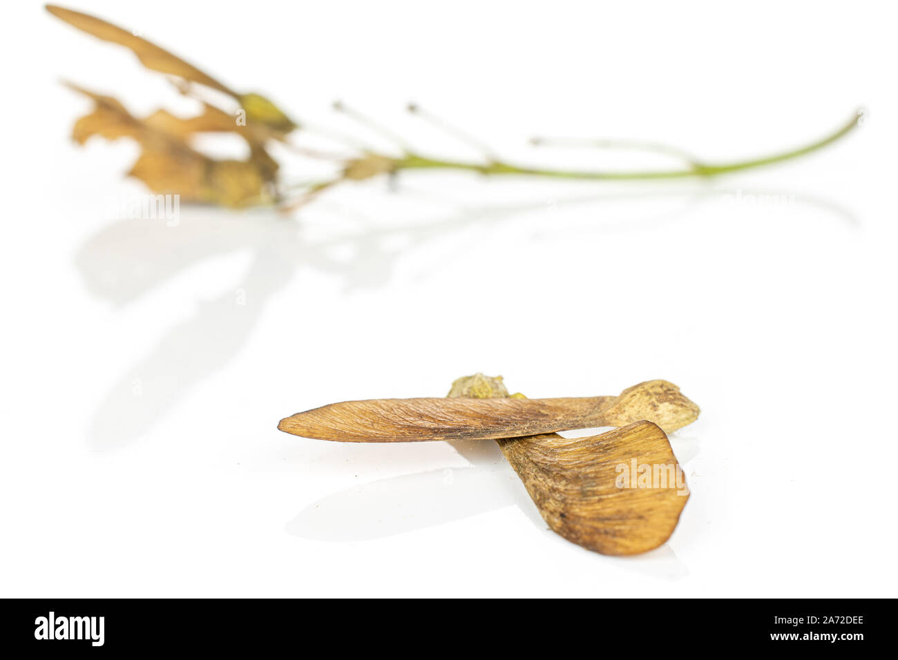 Lot of whole light brown winged achene samara isolated on white ...