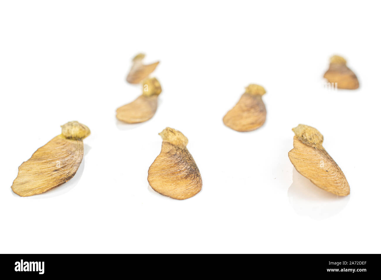 Group of seven whole brown winged achene samara isolated on white ...