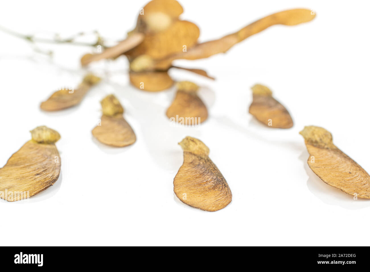 Lot of whole arranged brown winged achene samara isolated on white ...