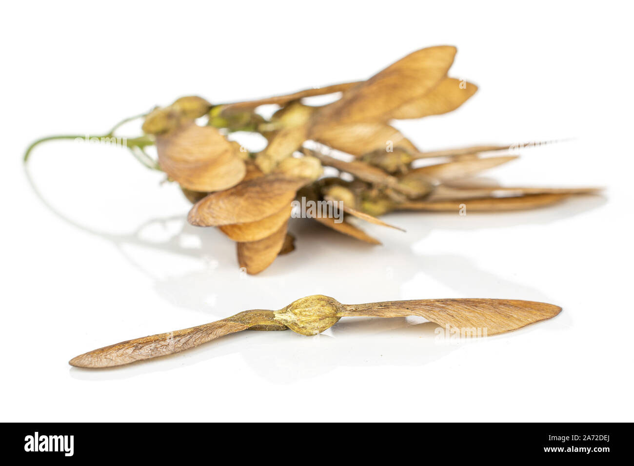 Lot of whole light brown winged achene samara heap isolated on white ...